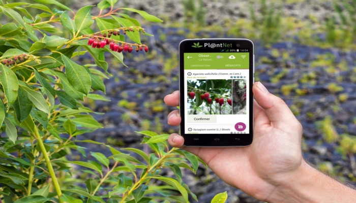 How To Identify Plants Using Cell Phone Veja Tech
